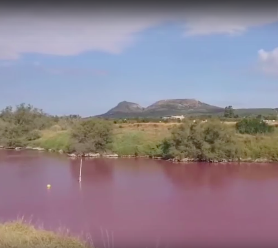La couleur rouge sang est le résultat des bactéries Chromatiales ...